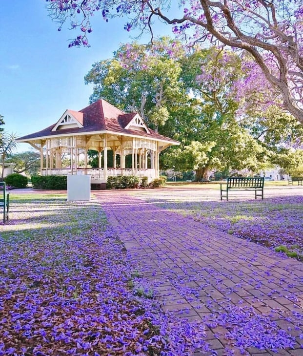 Where You’ll Find the Best Jacarandas in Brisbane this ...