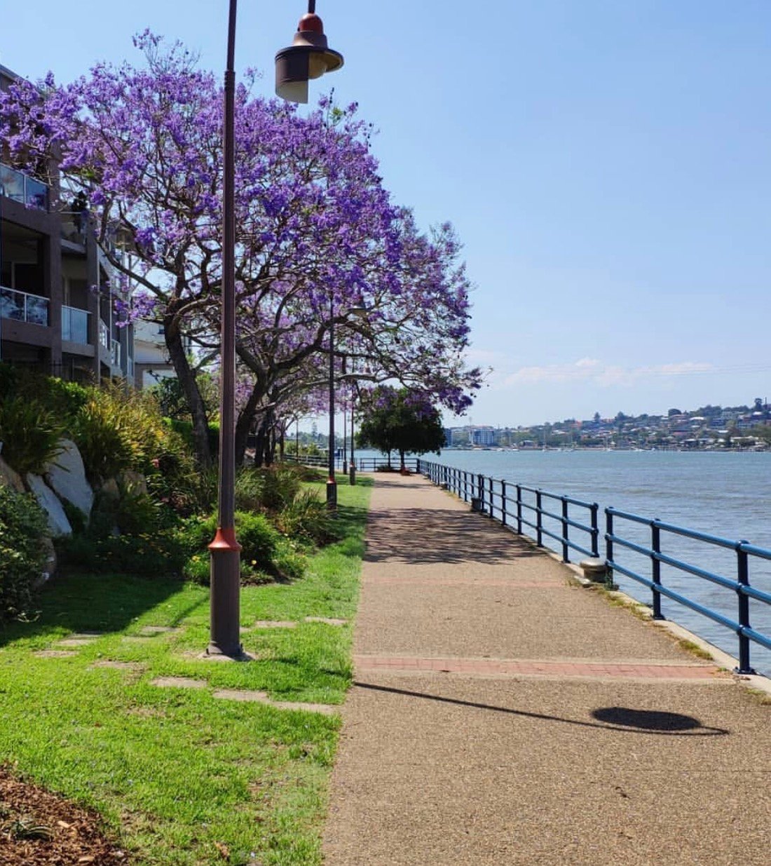 Where You’ll Find the Best Jacarandas in Brisbane this ...